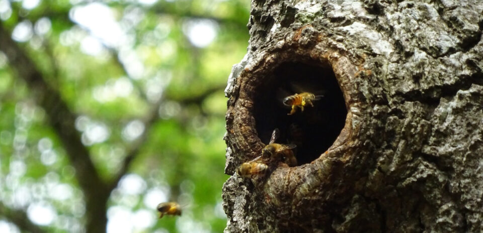 New IUCN Red List Status of Wild Honey Bees | coloss.org